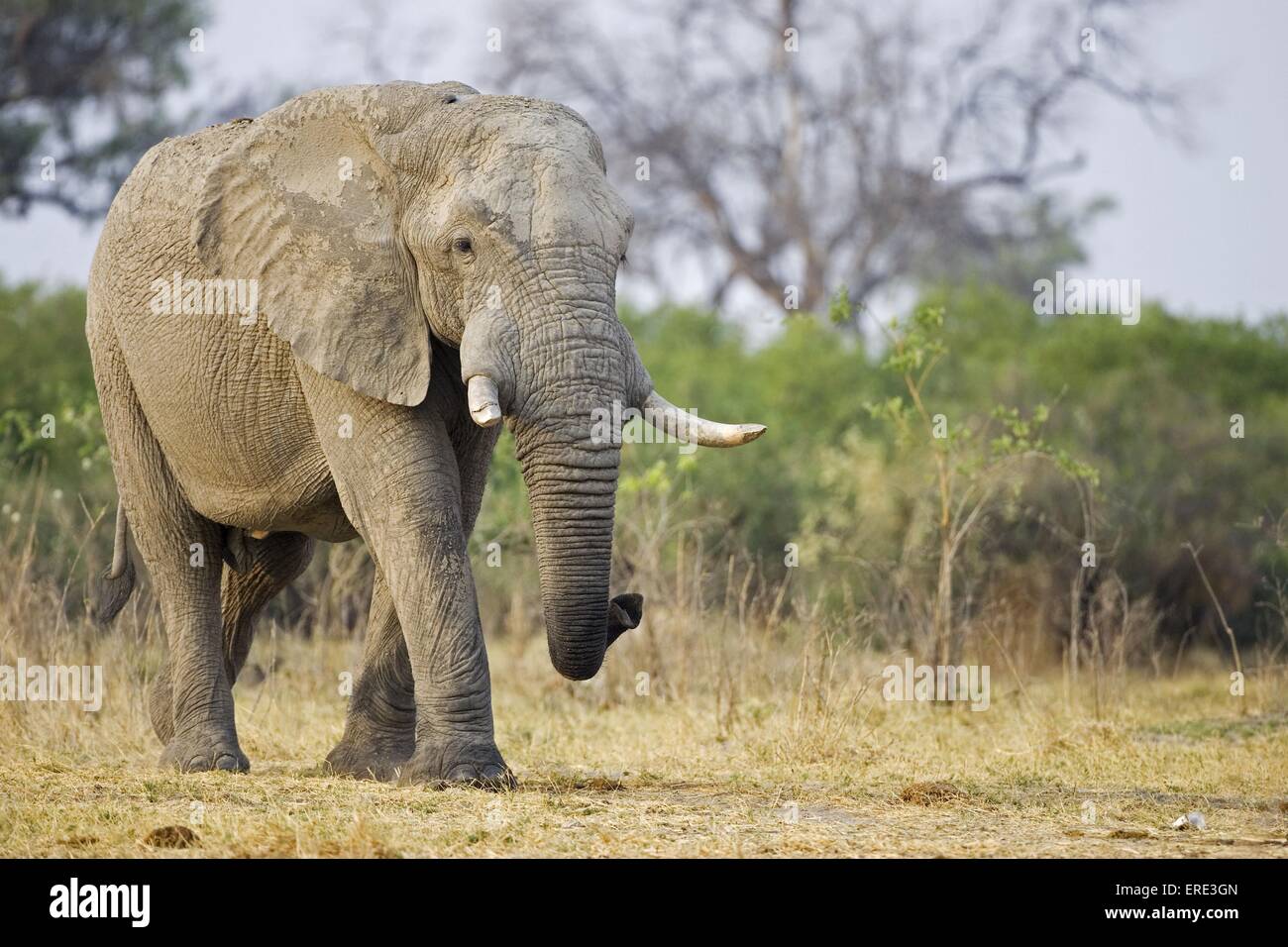 Africa african wildlife mammals wildlife action elephant movement hi ...