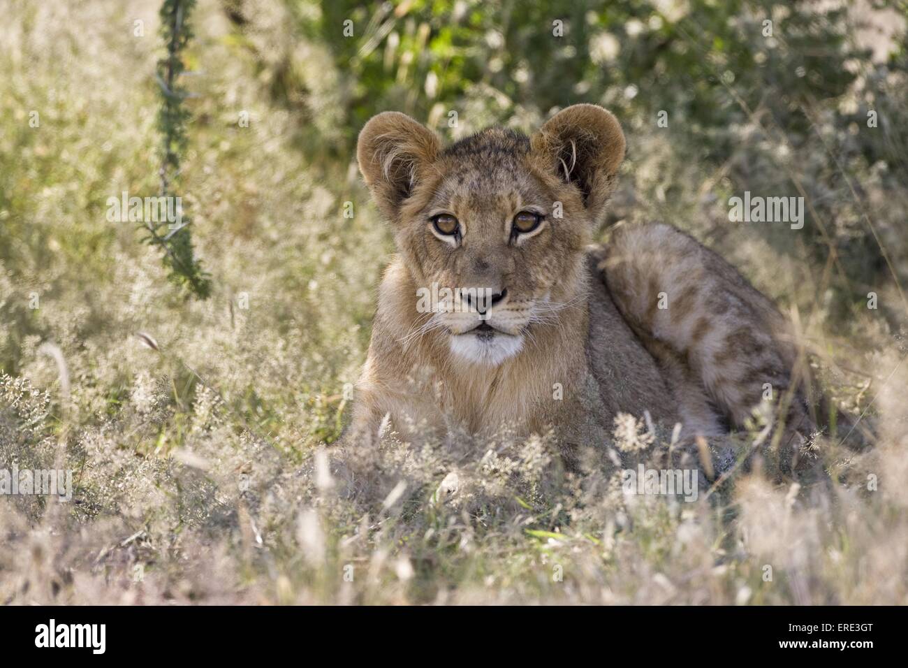 Baby lion laying hi-res stock photography and images - Alamy