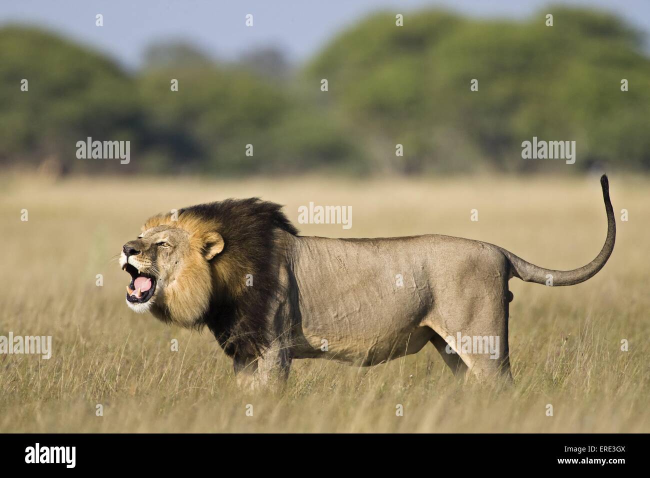 Lion Roar Side View Full Body