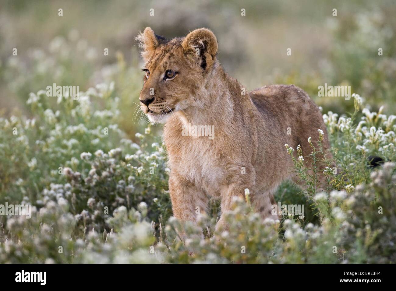 Young lion hi-res stock photography and images - Alamy