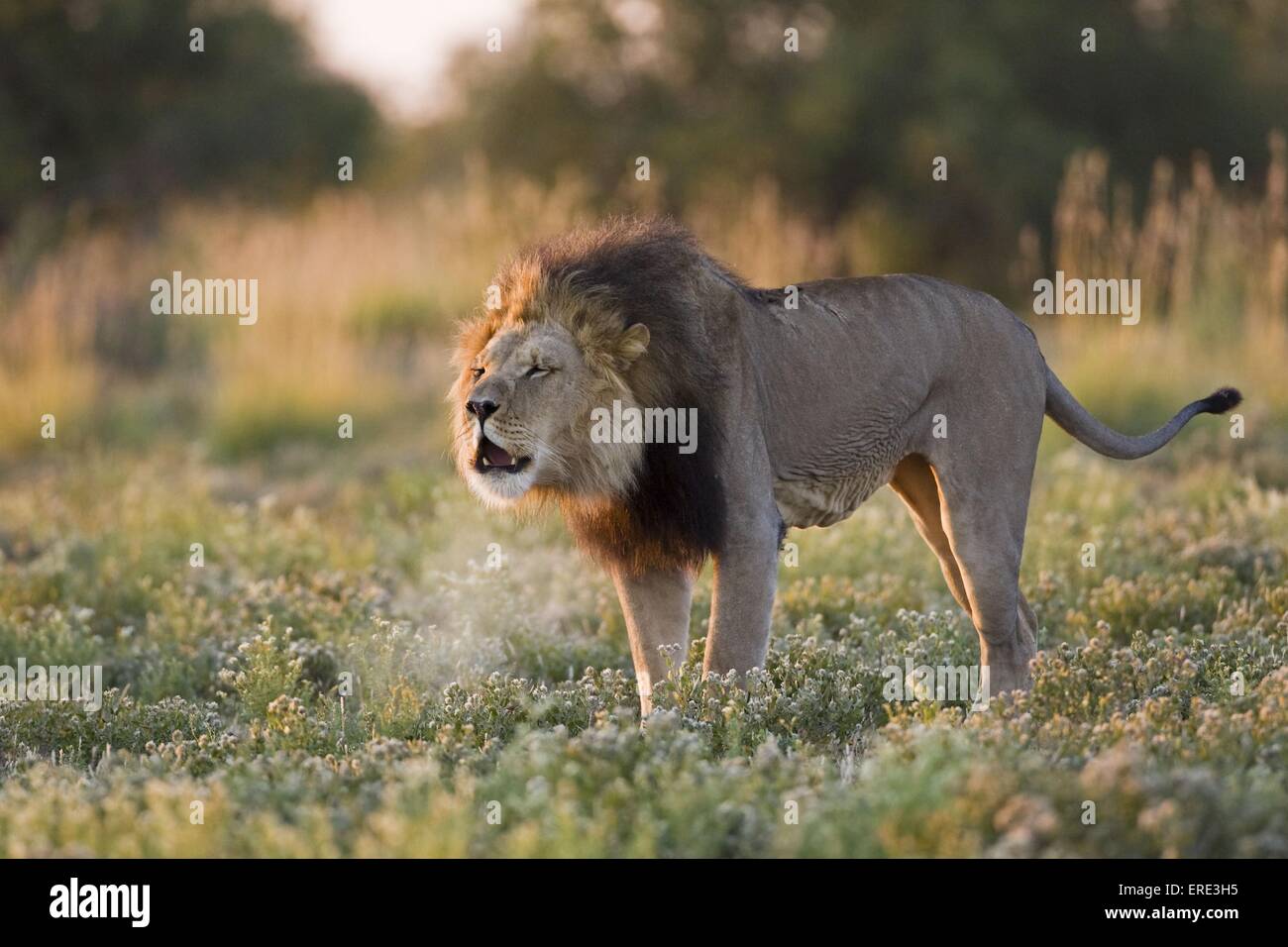 Shouting lion hi-res stock photography and images - Alamy