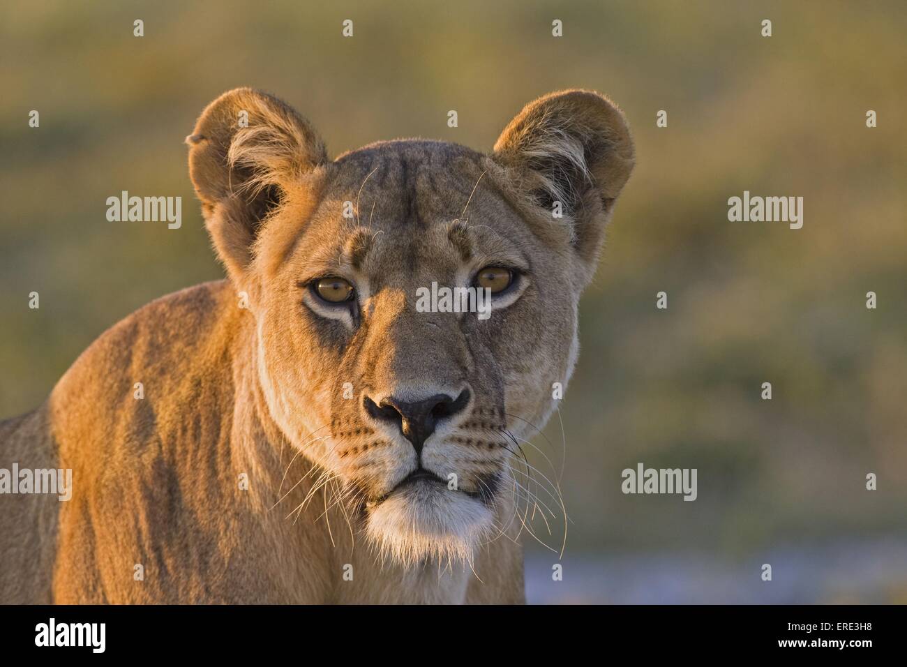 Lioness eye to eye hi-res stock photography and images - Alamy