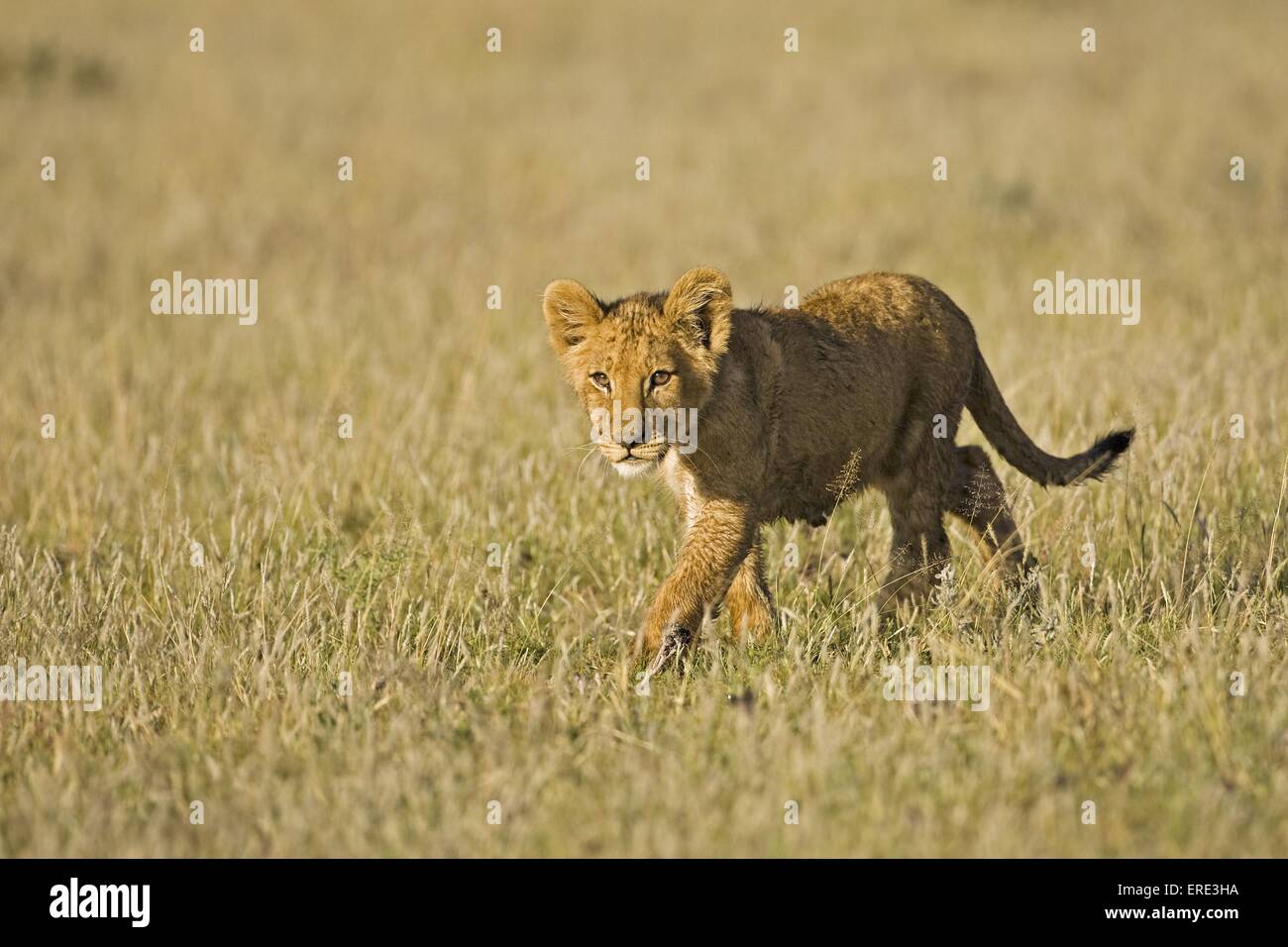 Young lion walks hi-res stock photography and images - Alamy
