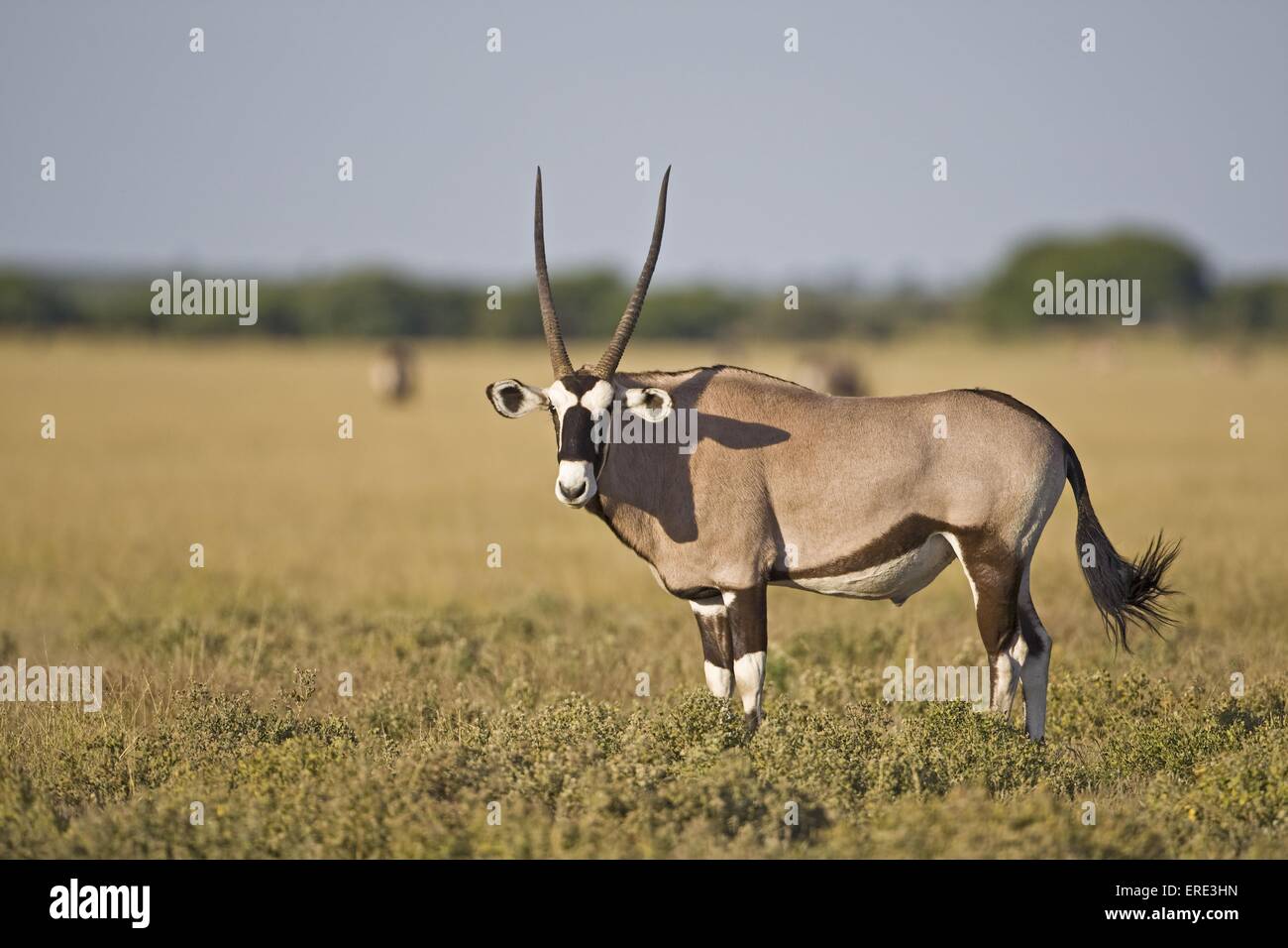 Gemsbok not namibia hi-res stock photography and images - Alamy