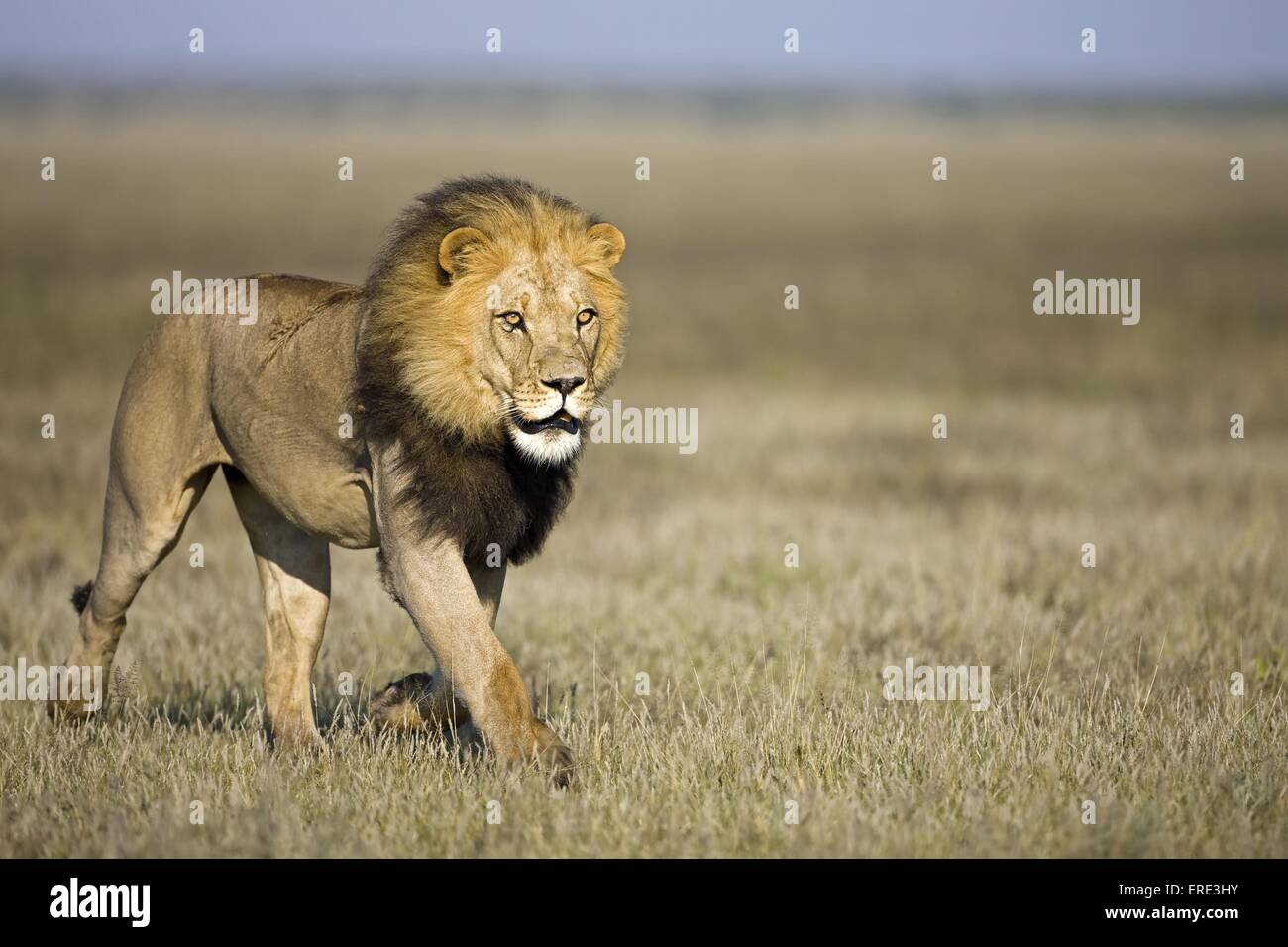Lion Running After Prey