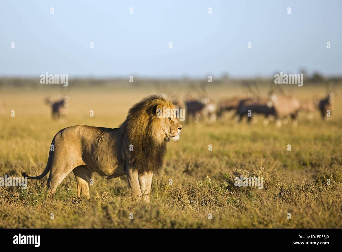 The lion and the antelope hi-res stock photography and images - Alamy