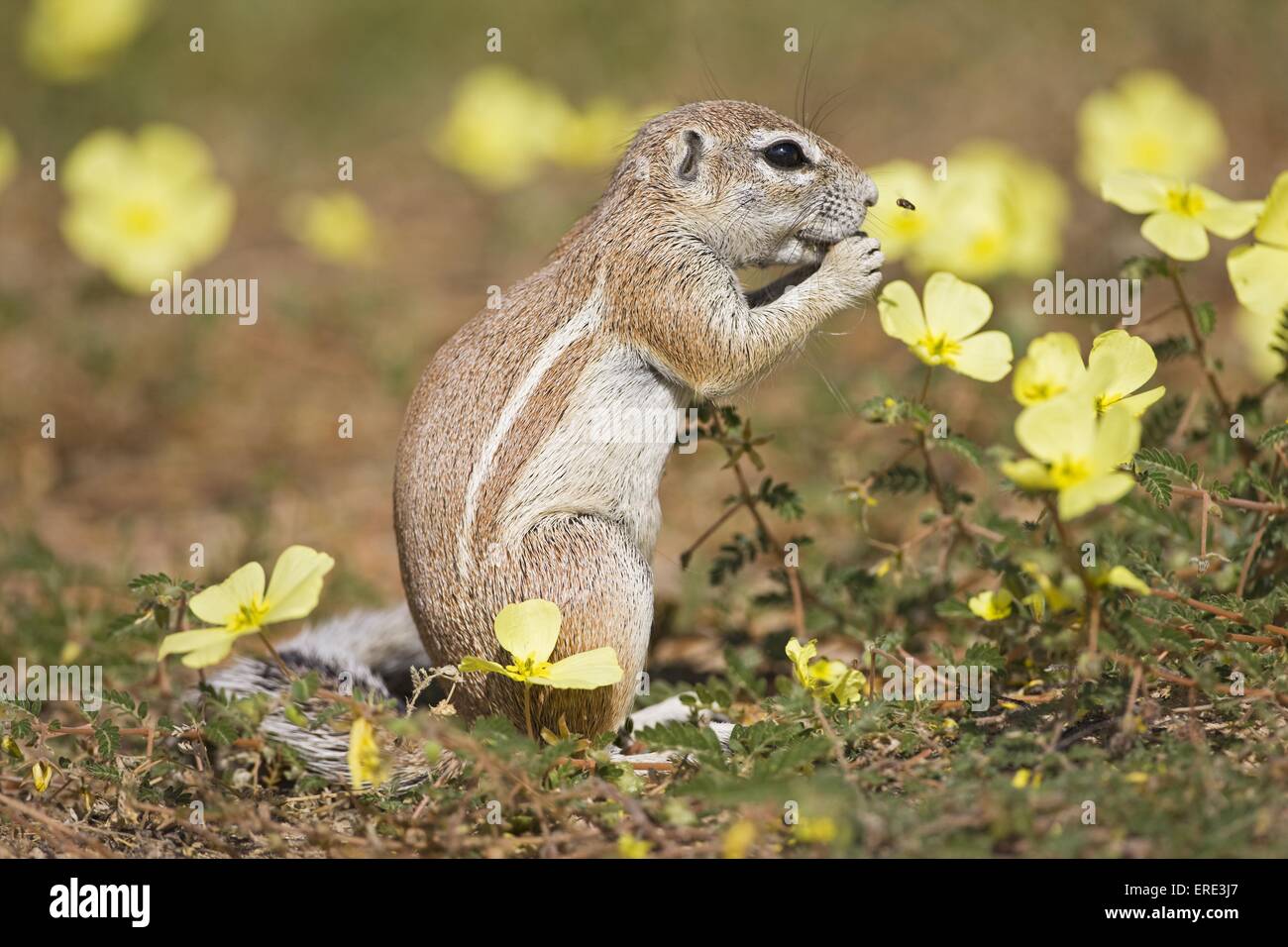 african ground squirrel Stock Photo - Alamy