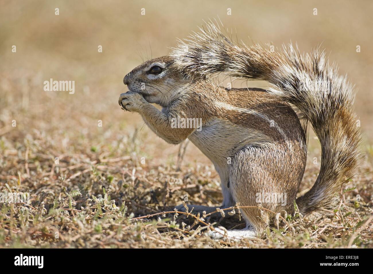 African ground squirrel eating grass hi-res stock photography and ...