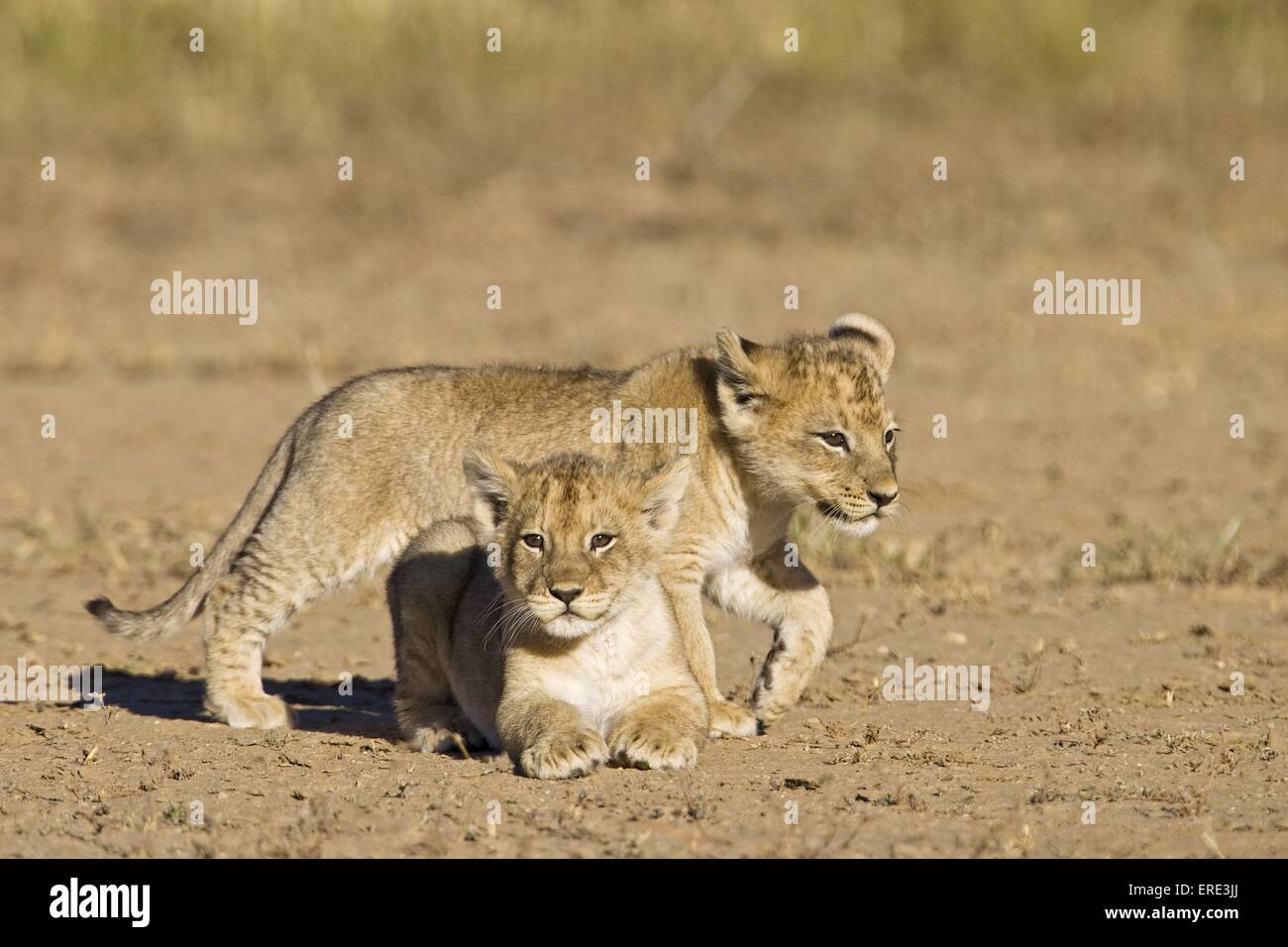 Young lion walks hi-res stock photography and images - Alamy