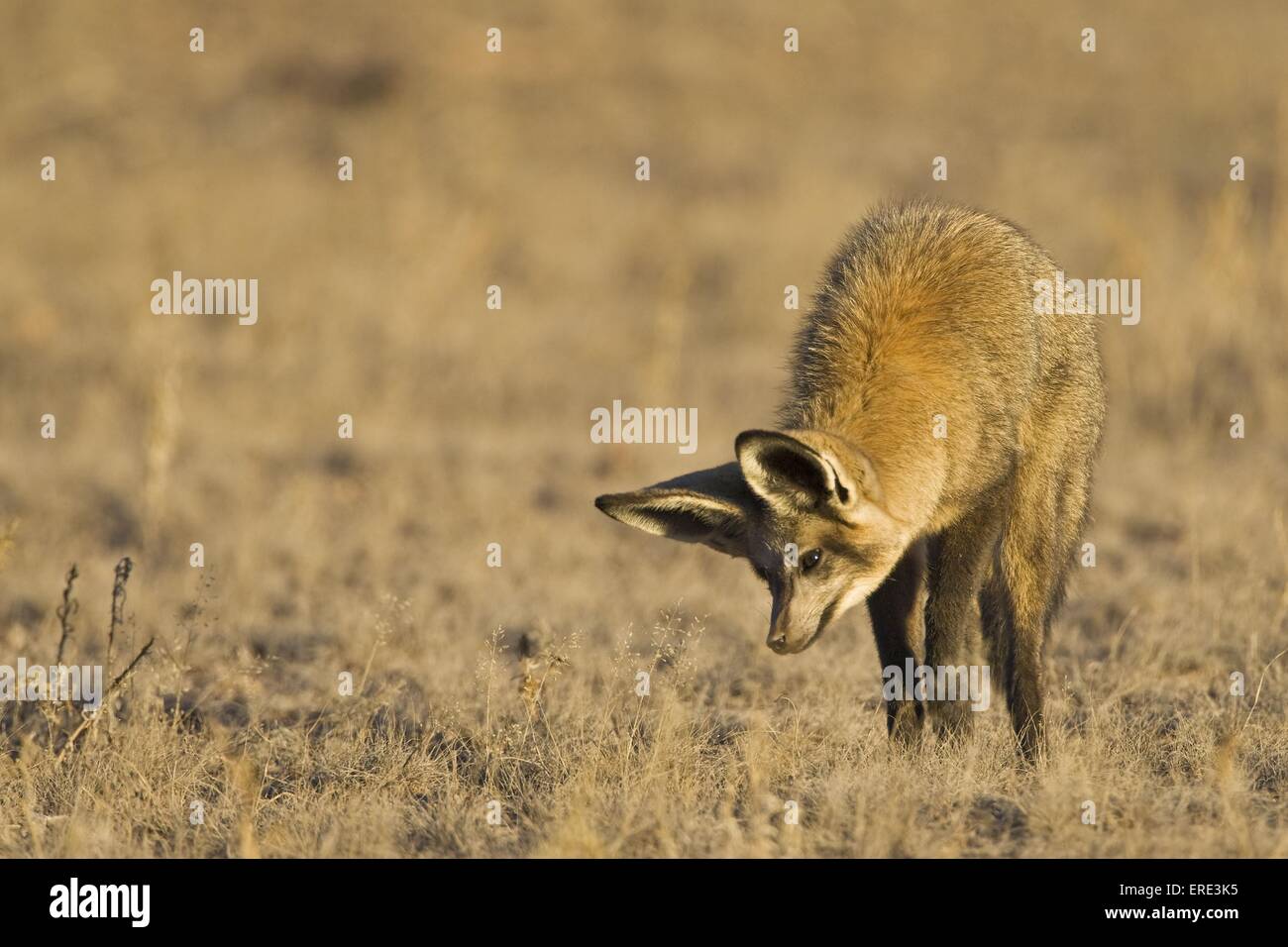 Bat eared fox hi-res stock photography and images - Alamy