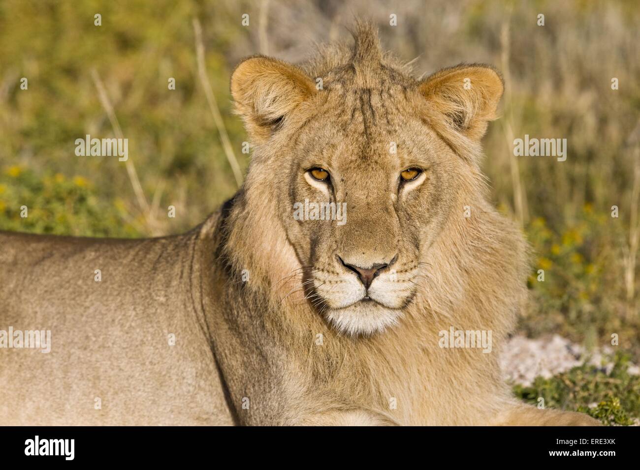 Lion young savanna hi-res stock photography and images - Alamy