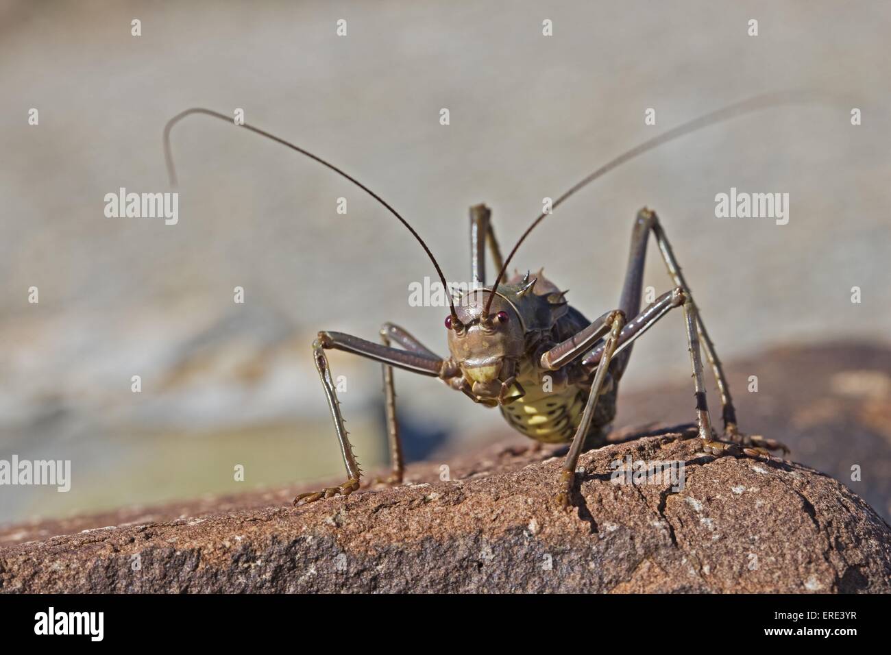 armoured ground cricket Stock Photo - Alamy