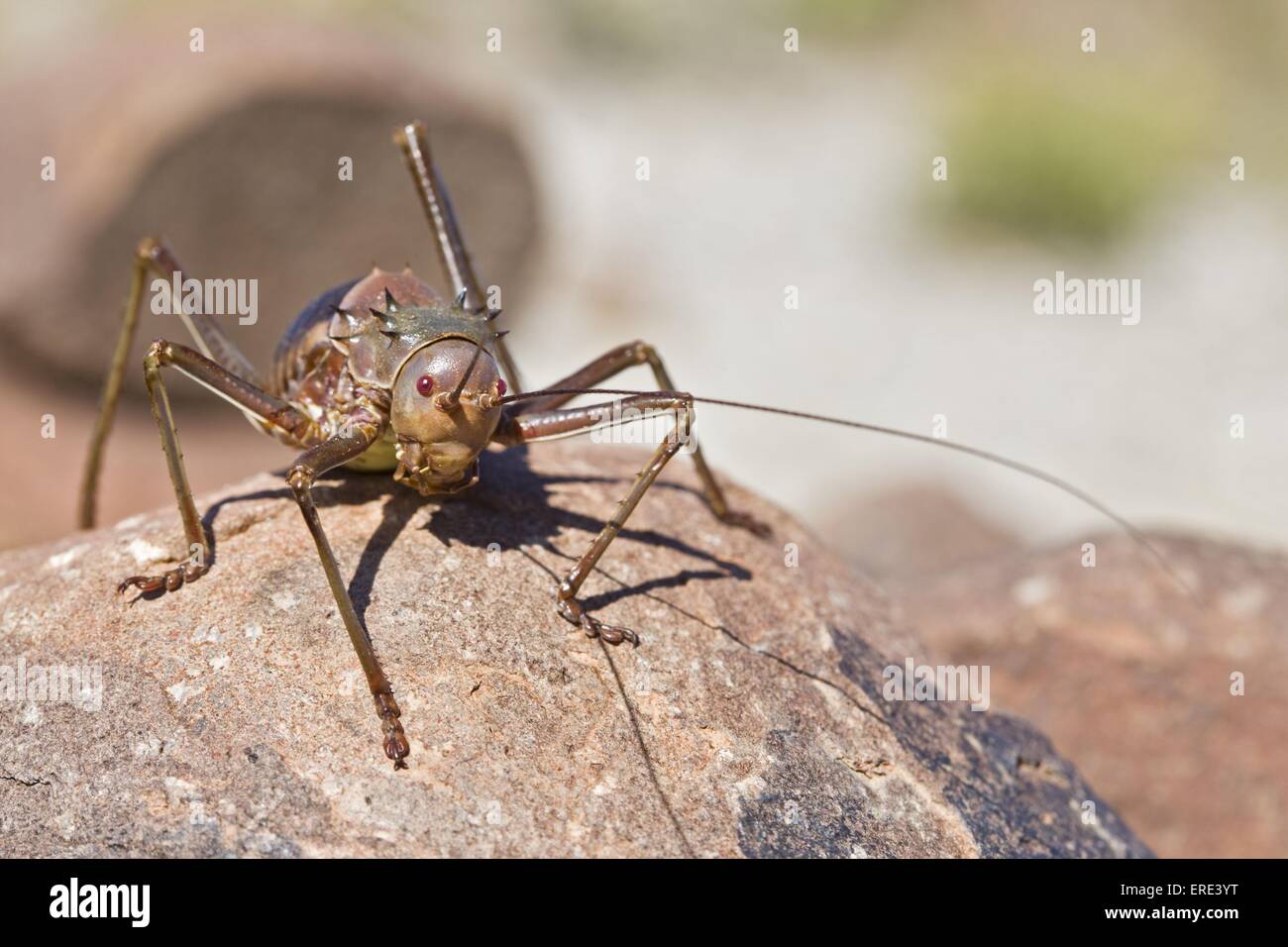 armoured ground cricket Stock Photo - Alamy
