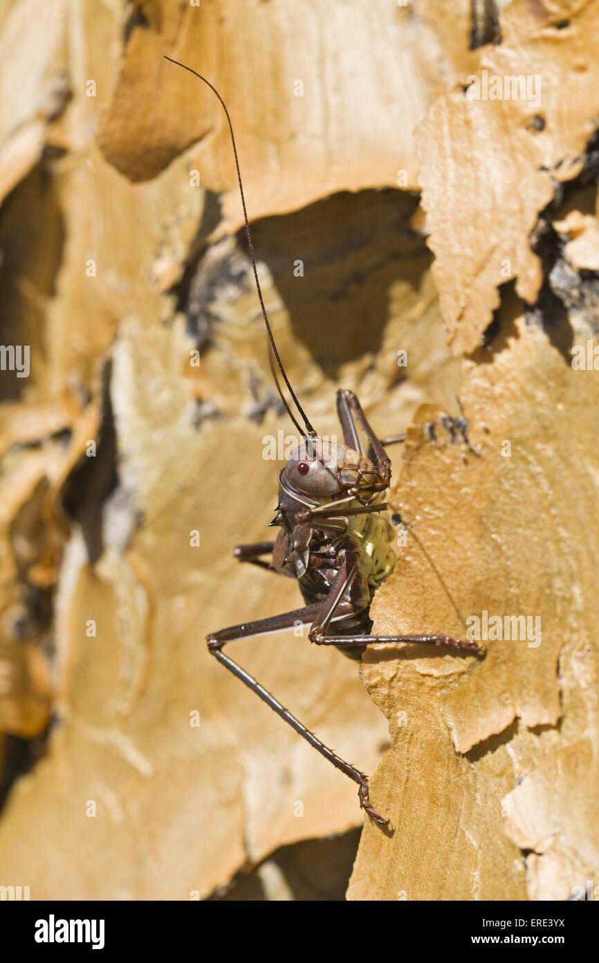Armoured cricket hi-res stock photography and images - Alamy