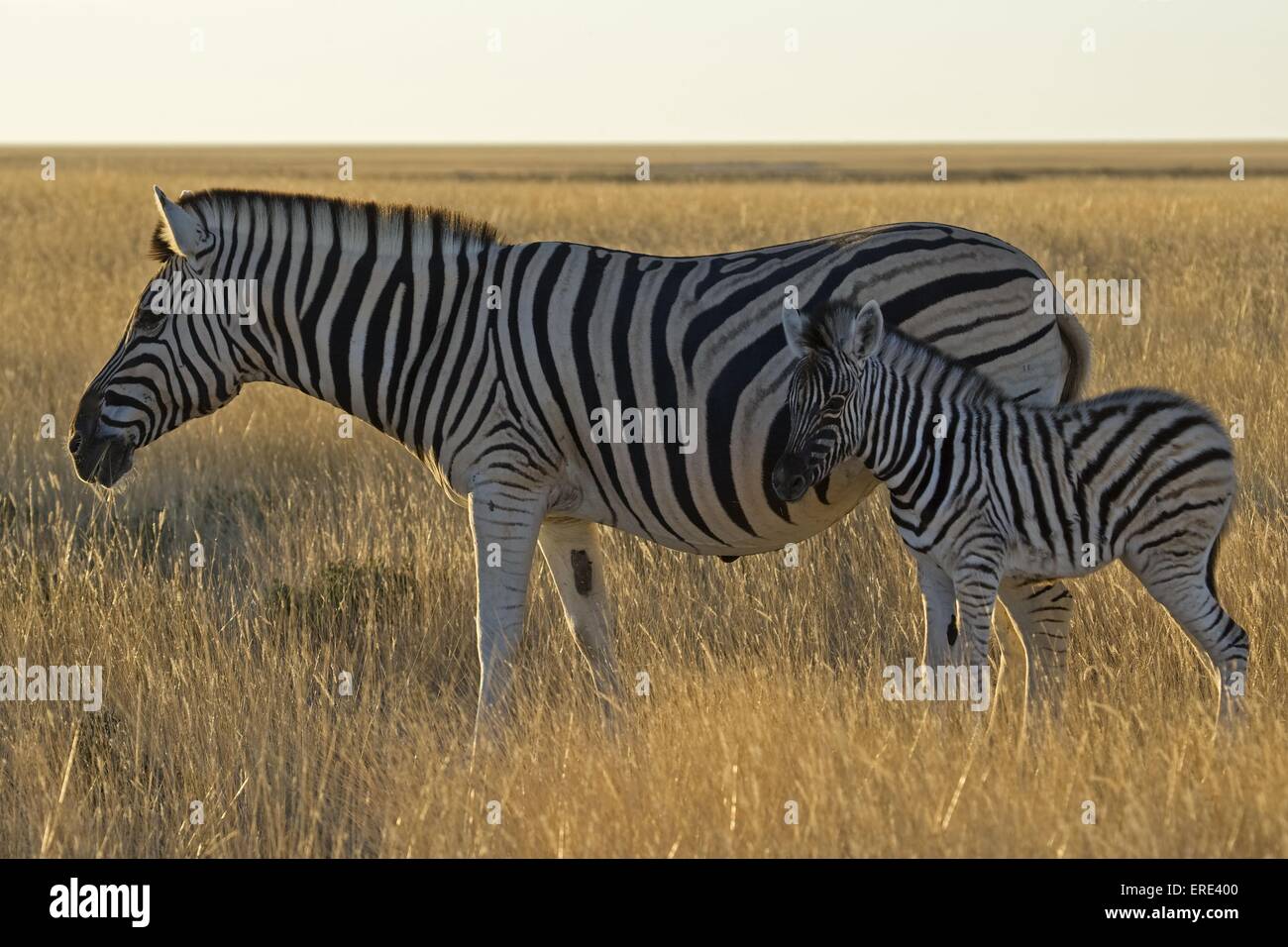 Parque etosha hi-res stock photography and images - Alamy