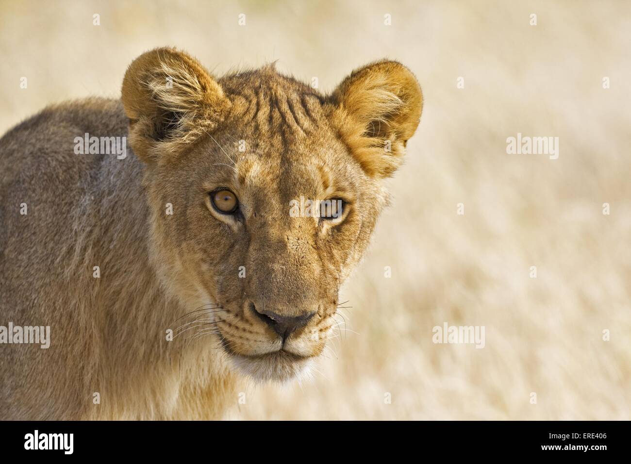 Young lion hi-res stock photography and images - Alamy