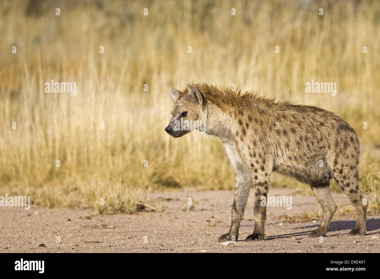 Hyena side profile hi-res stock photography and images - Alamy