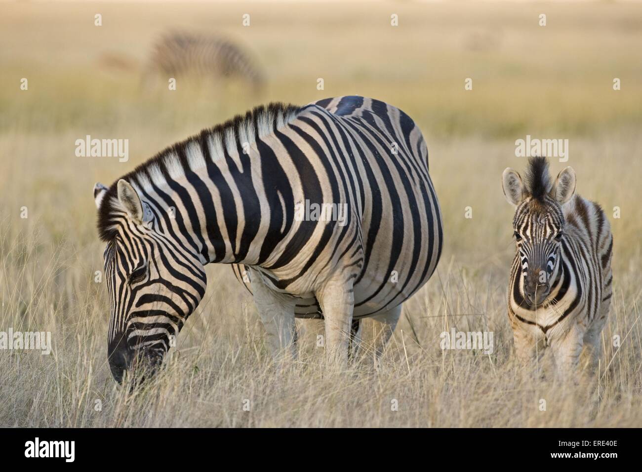 Two plains zebra equus quagga grazing grass hi-res stock photography ...