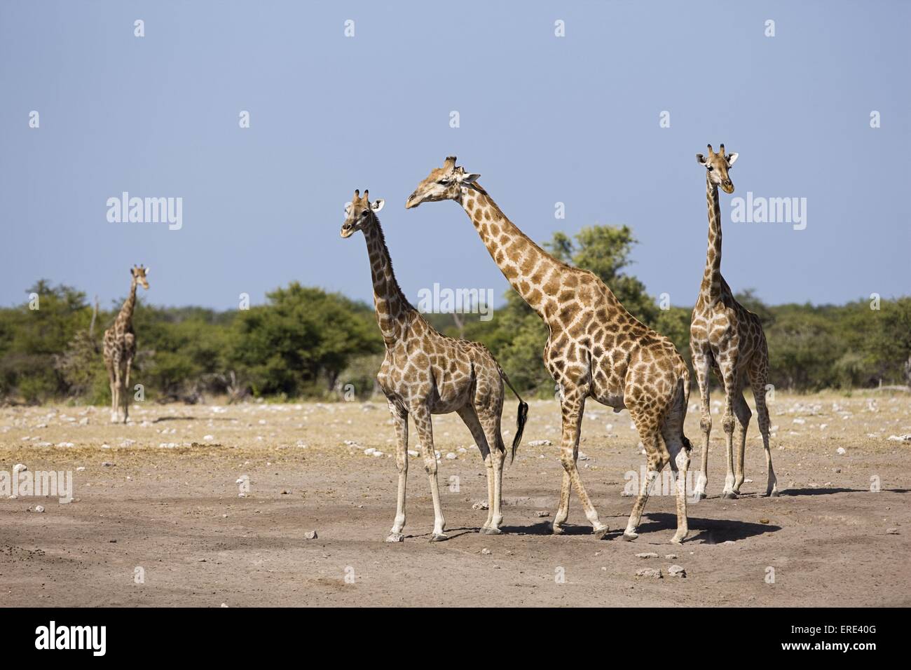 Side view giraffes hi-res stock photography and images - Alamy