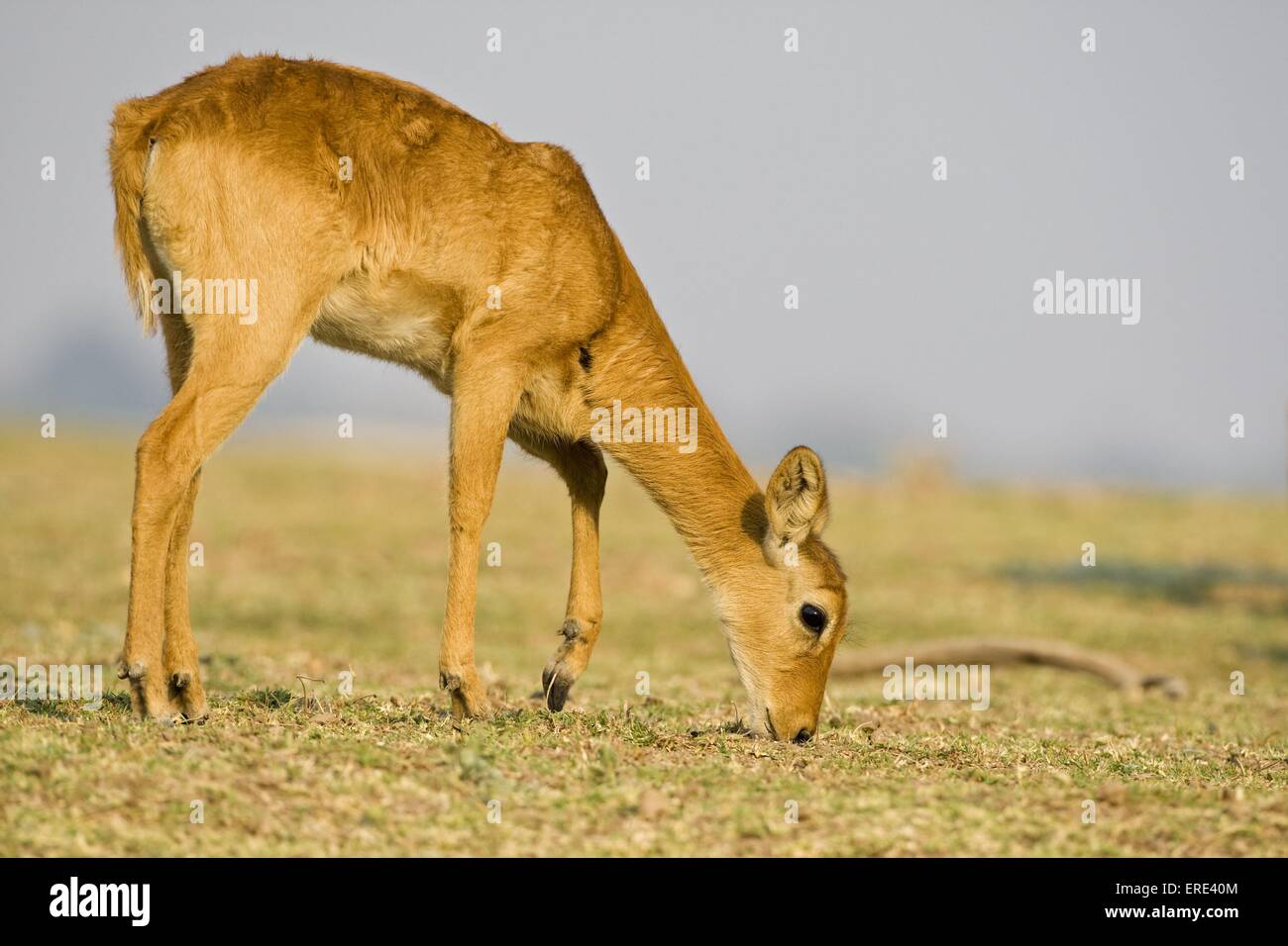 Animal puku wildlife hi-res stock photography and images - Alamy