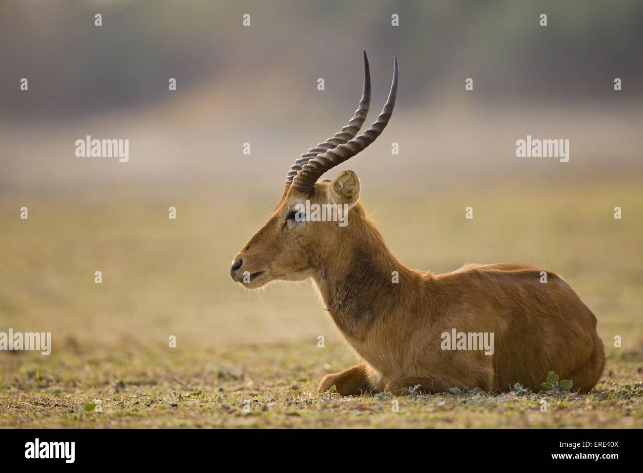 Animal puku wildlife hi-res stock photography and images - Alamy