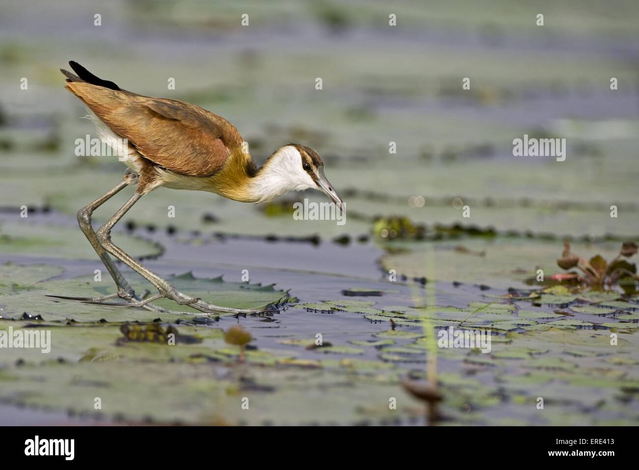 Jacana hi-res stock photography and images - Alamy