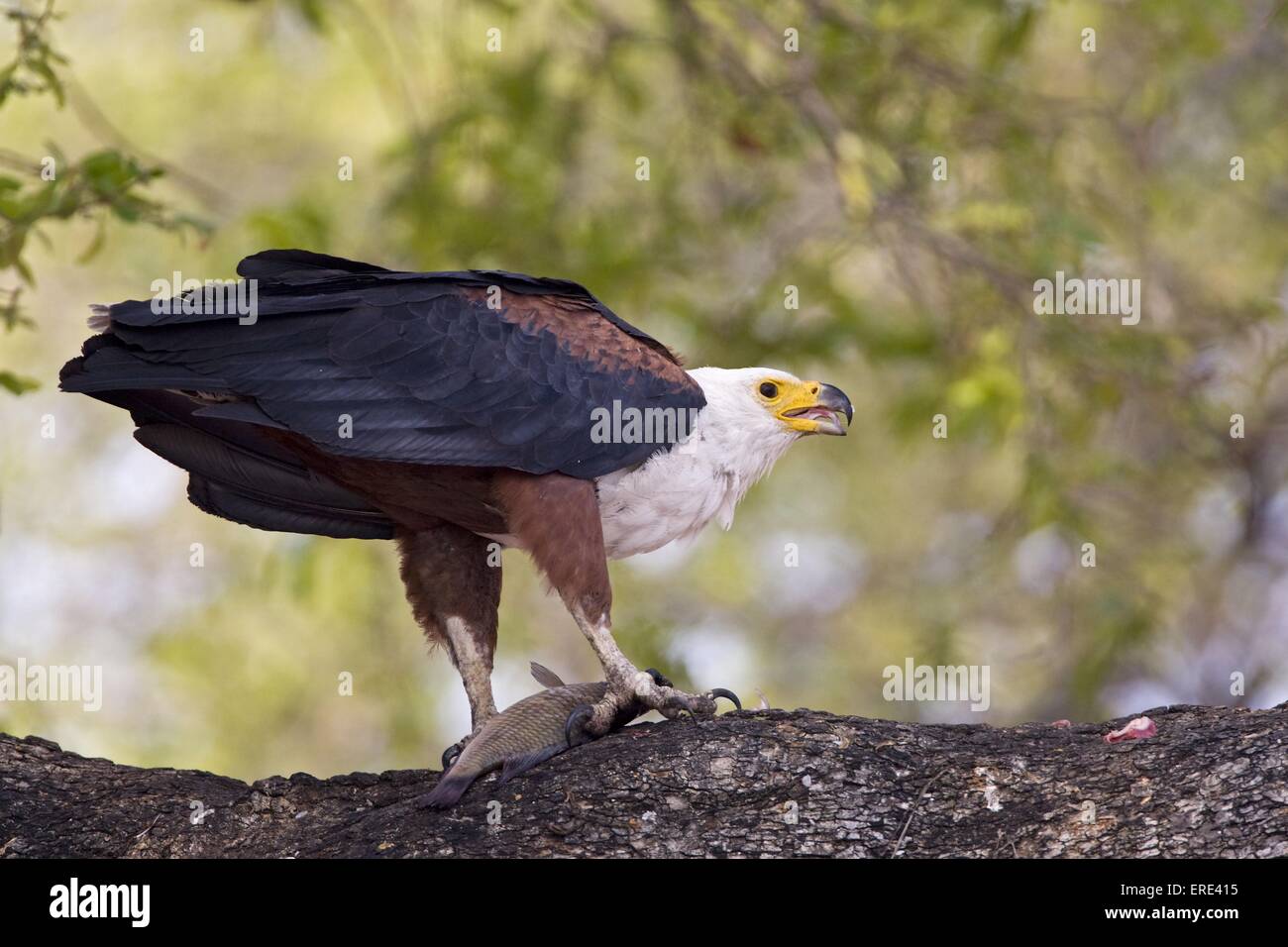 african fish eagle Stock Photo - Alamy