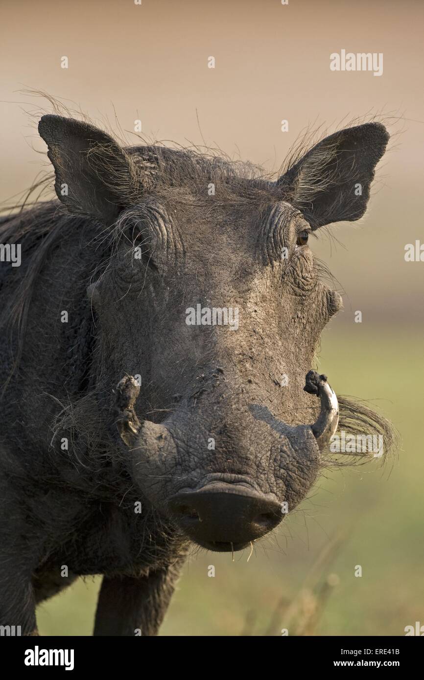Warthog head hi-res stock photography and images - Alamy