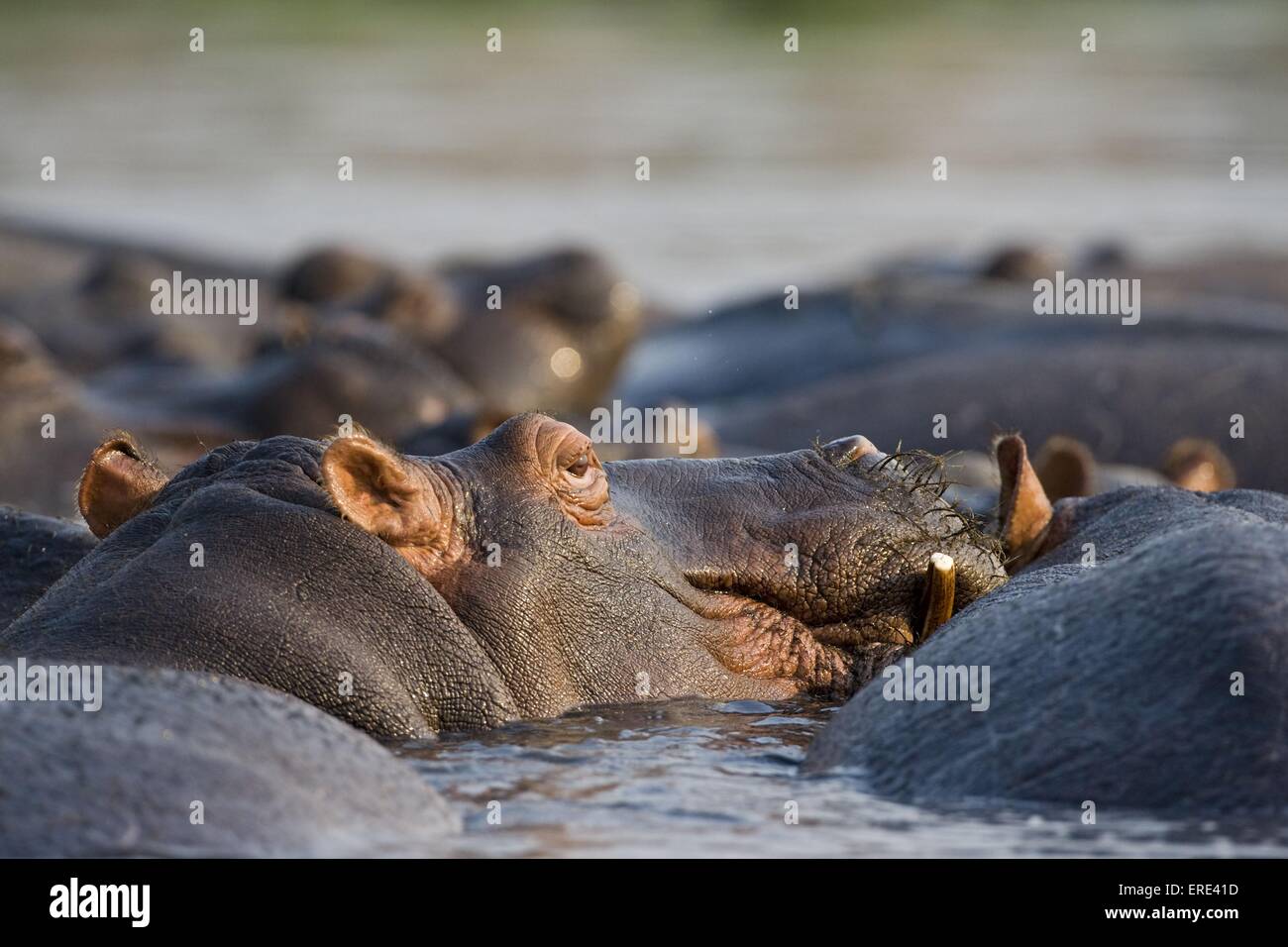 Hippo Hippopotamus Amphibius Rear View High Resolution Stock ...