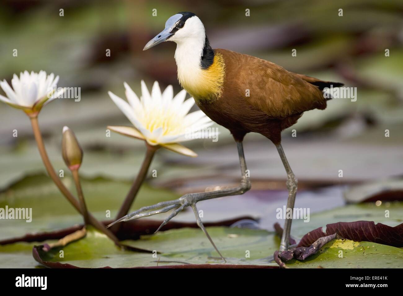 African jacana hi-res stock photography and images - Alamy