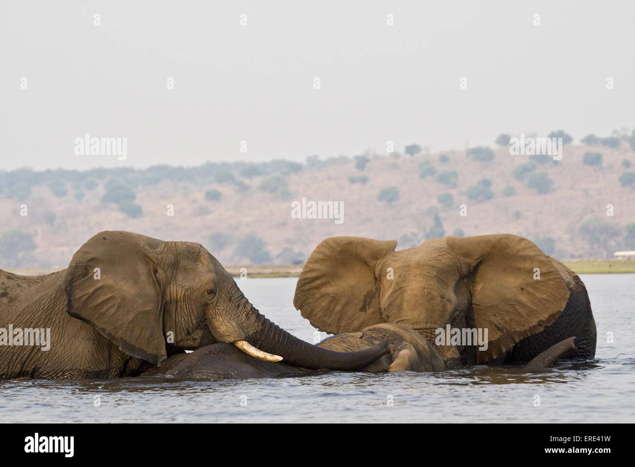 African elephant group bathing hi-res stock photography and images - Alamy