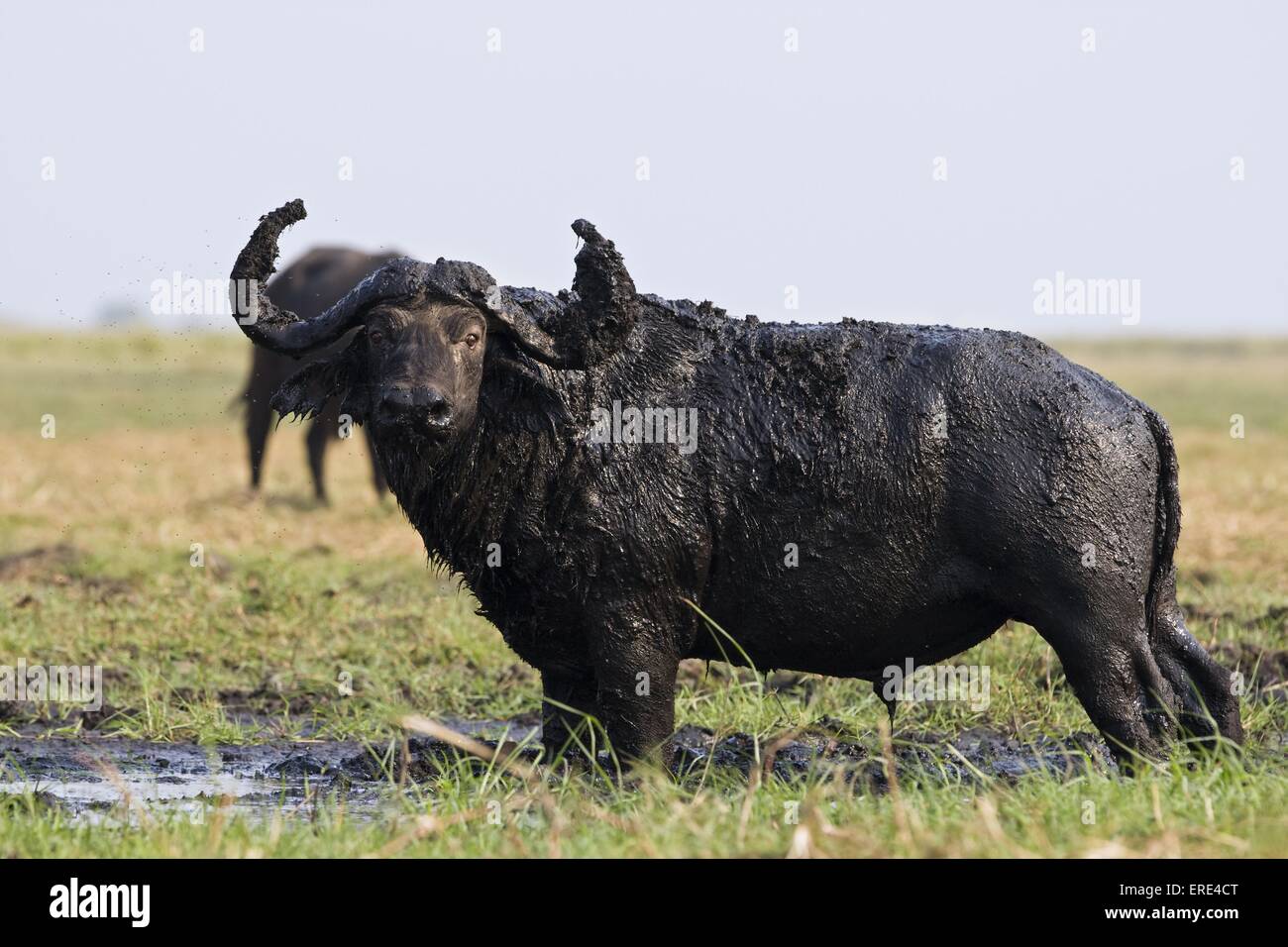 Side of water buffalo hi-res stock photography and images - Alamy