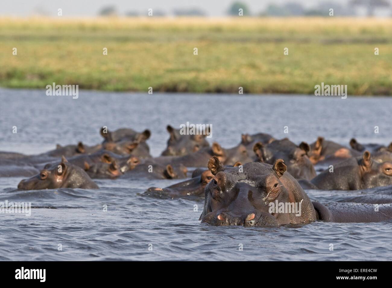 Group hippos hi-res stock photography and images - Alamy