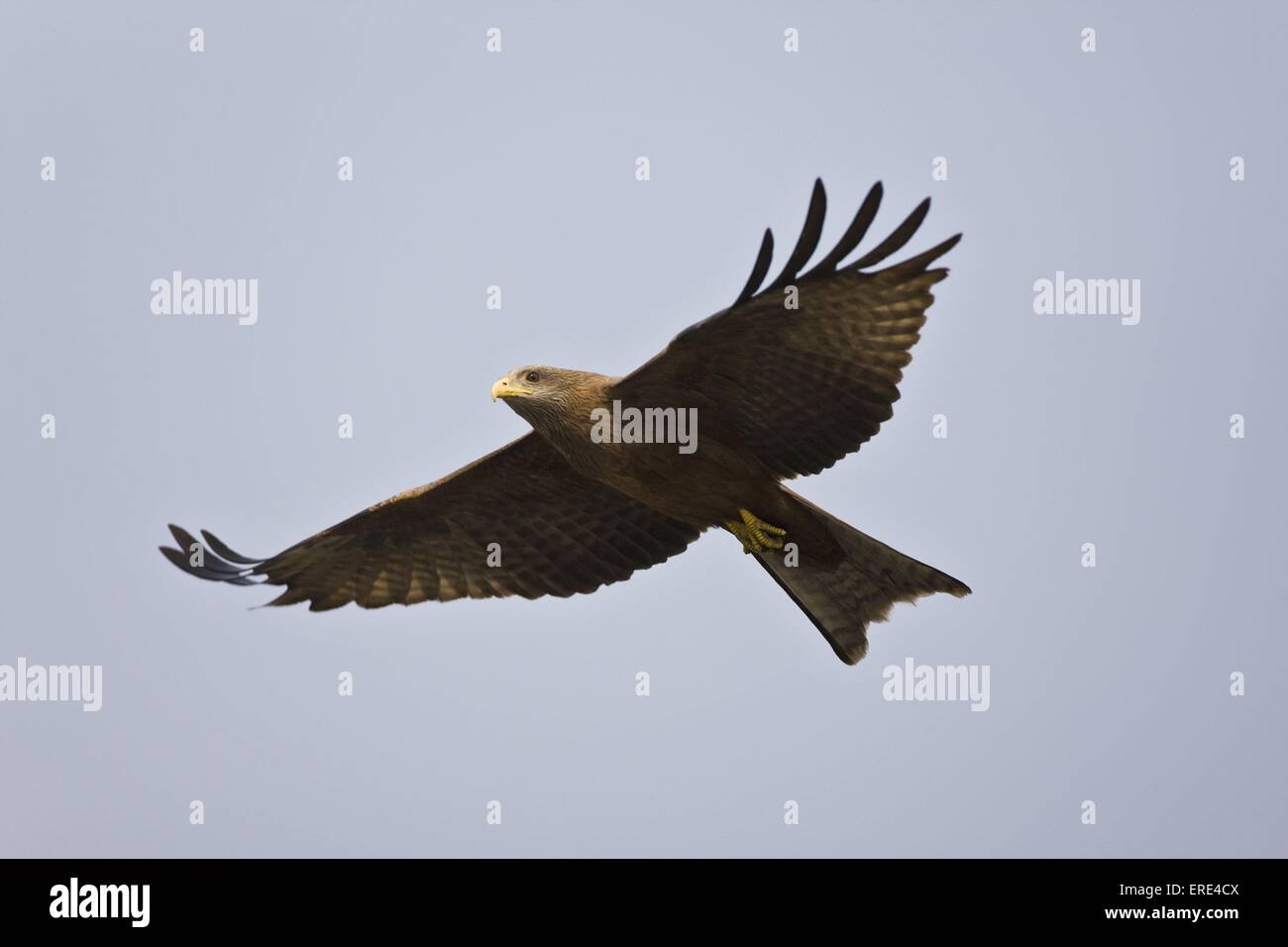 Side view of black kite hi-res stock photography and images - Alamy