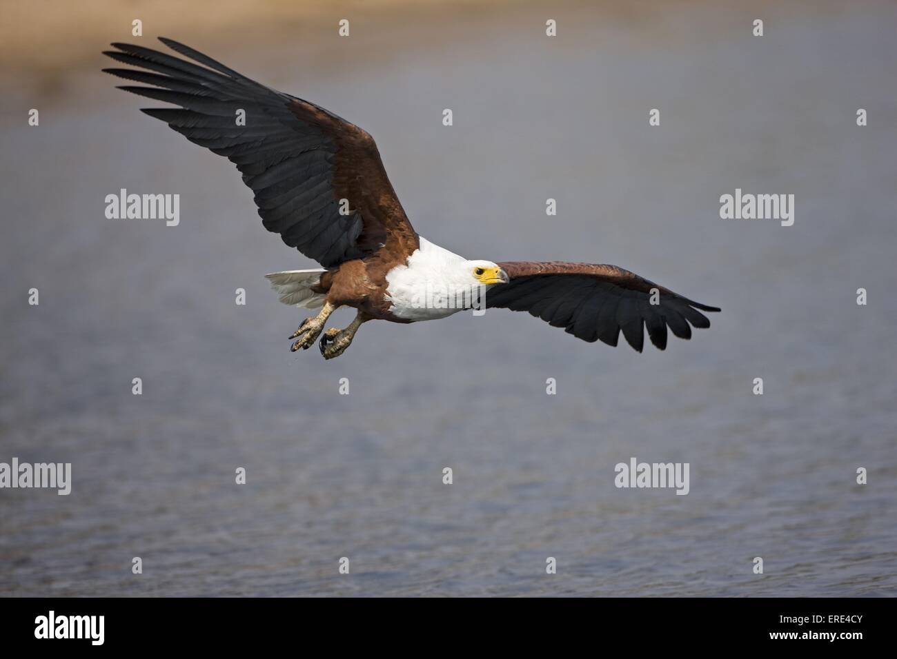african fish eagle Stock Photo - Alamy