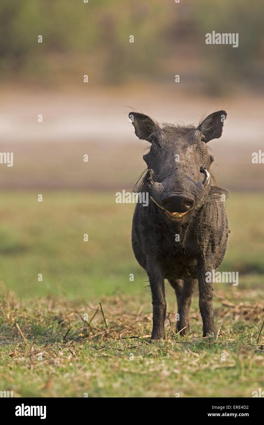 Warthog chobe national park hi-res stock photography and images - Alamy