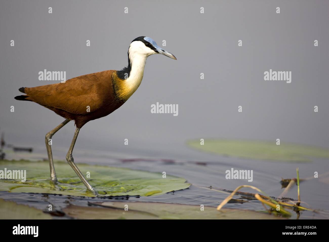 Jacana hi-res stock photography and images - Alamy