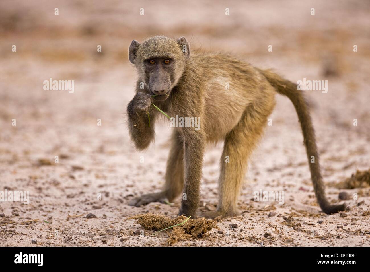 Plant of the apes hi-res stock photography and images - Alamy