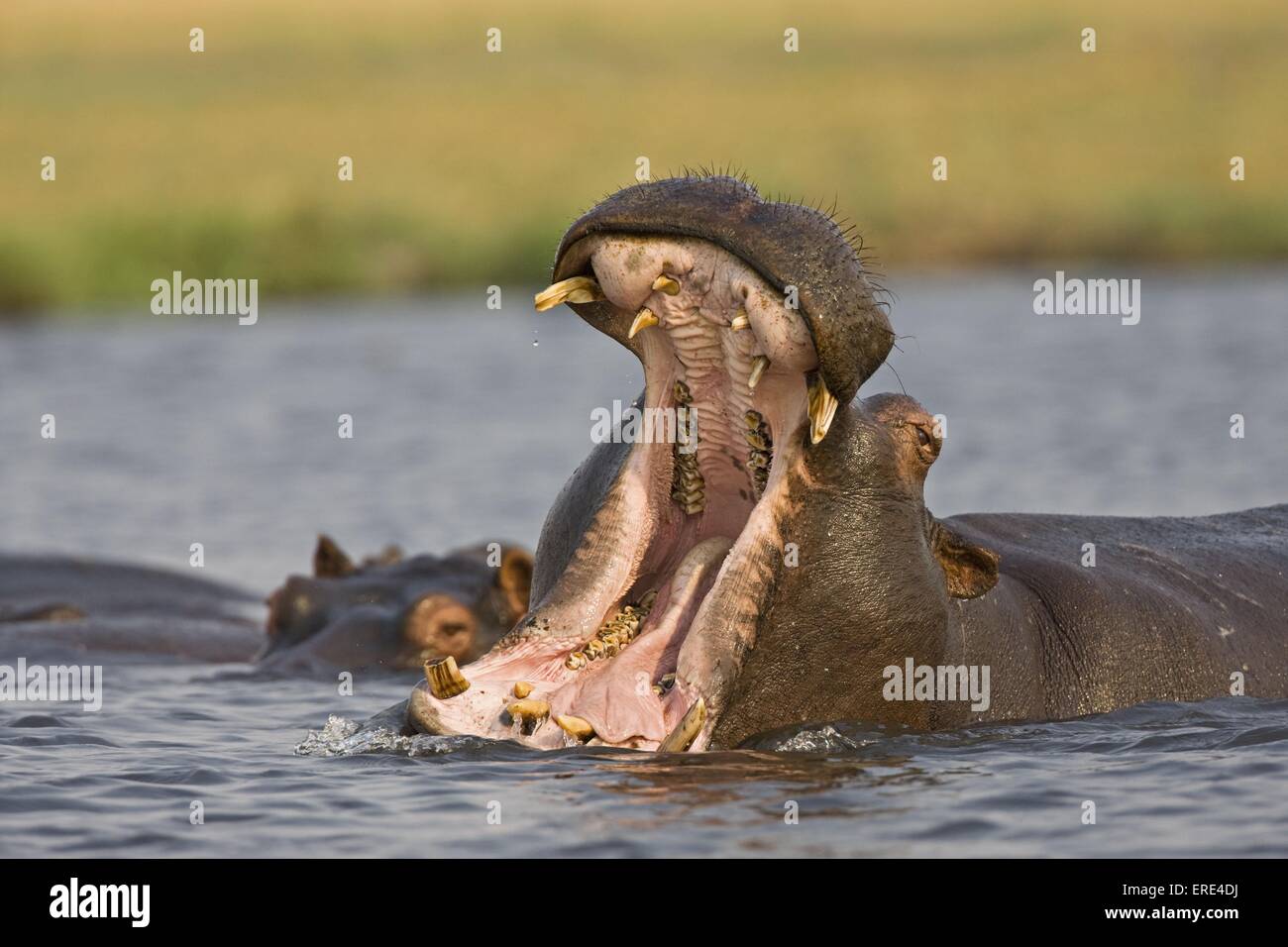 Two hippos mouth open hi-res stock photography and images - Alamy