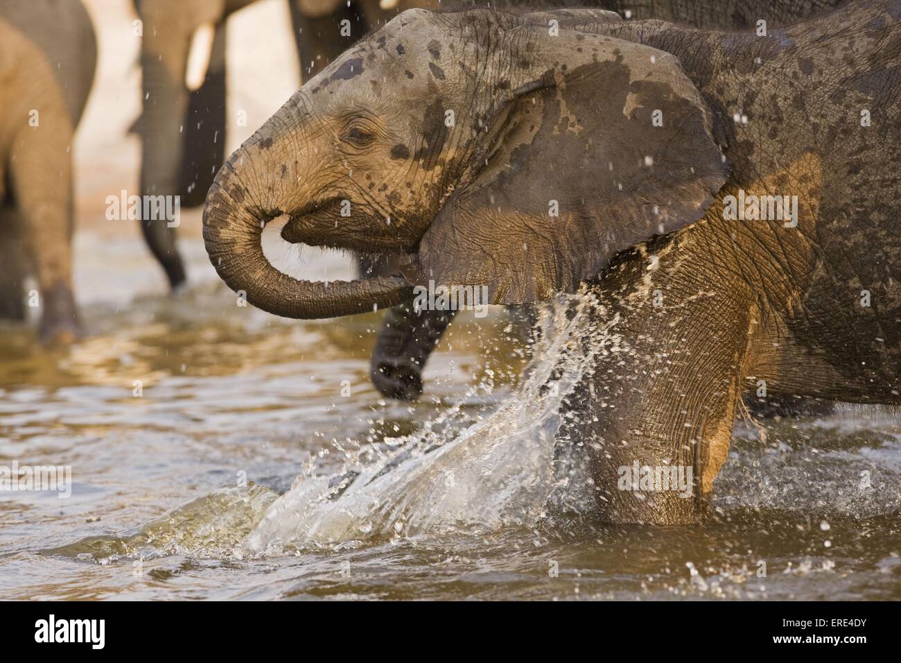 Profile of a baby elephant hi-res stock photography and images - Alamy
