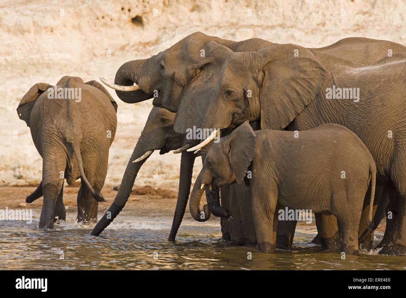 Baby elephant side and back view hi-res stock photography and images ...