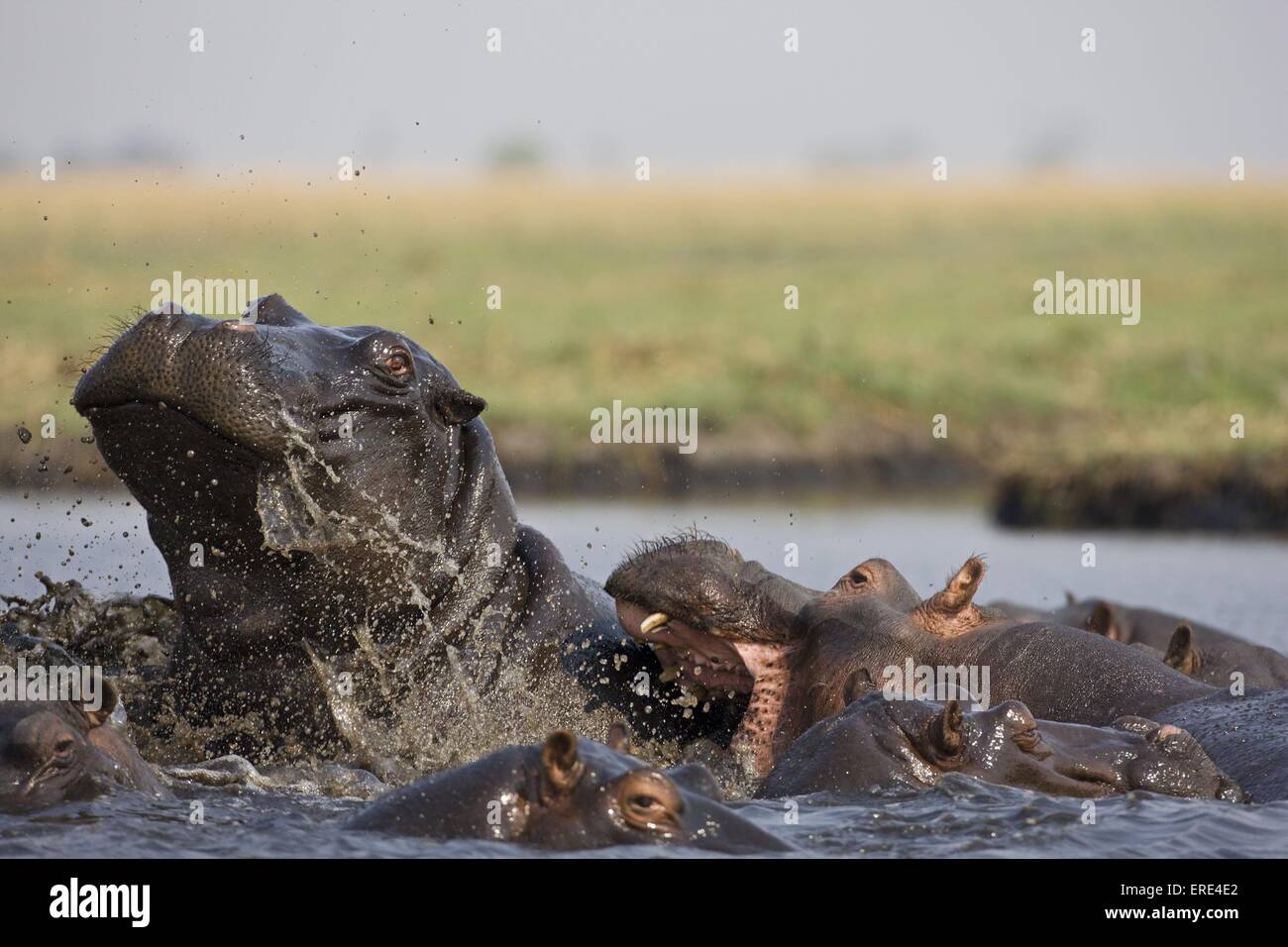 Riverhorse hi-res stock photography and images - Alamy