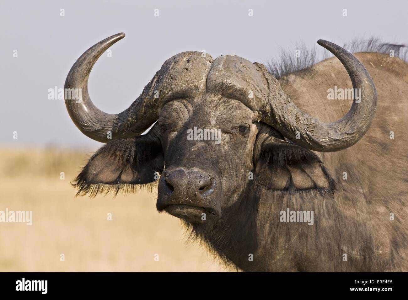 Buffalo blue hi-res stock photography and images - Alamy