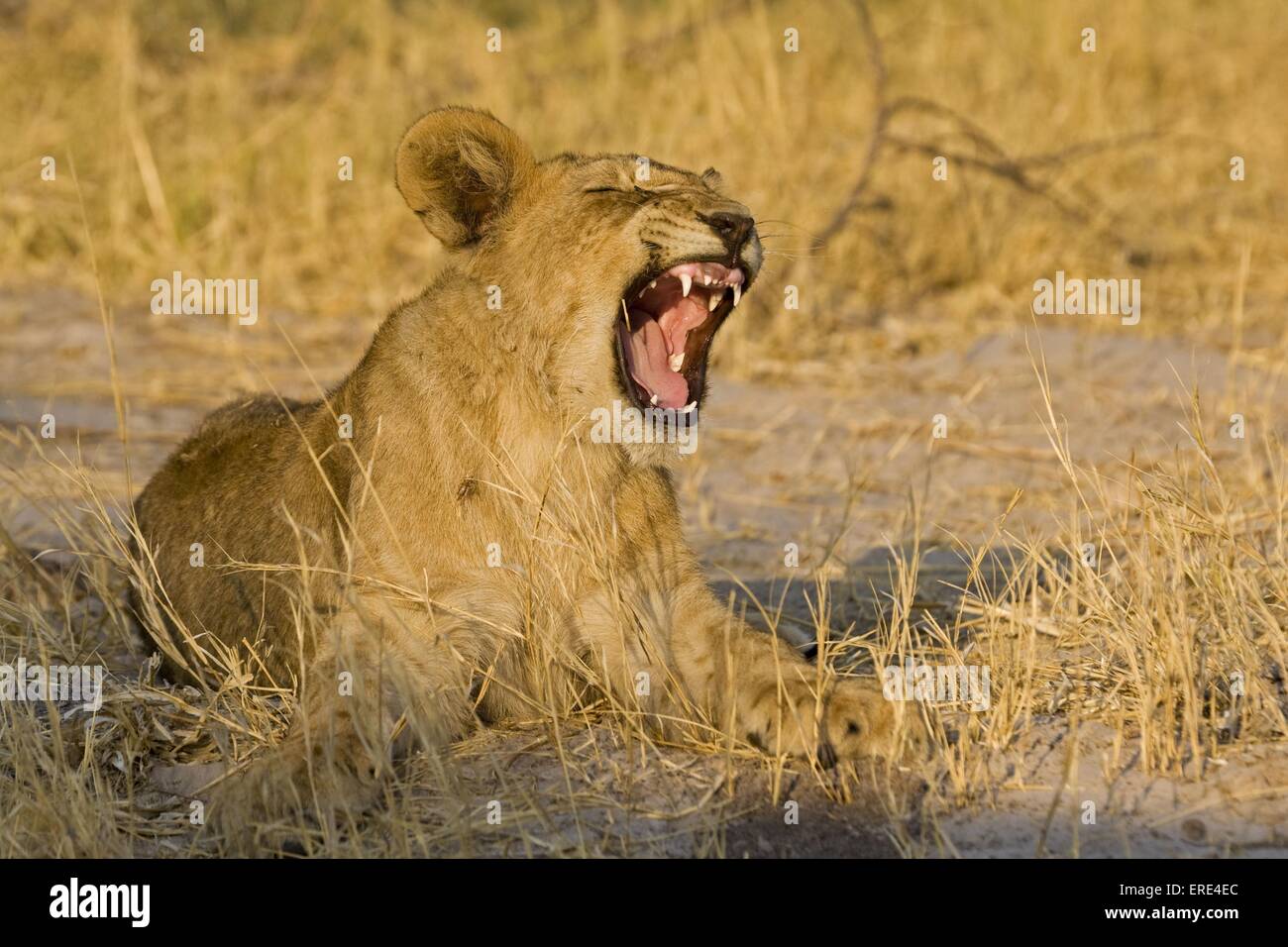 Baby lion yawning hi-res stock photography and images - Alamy