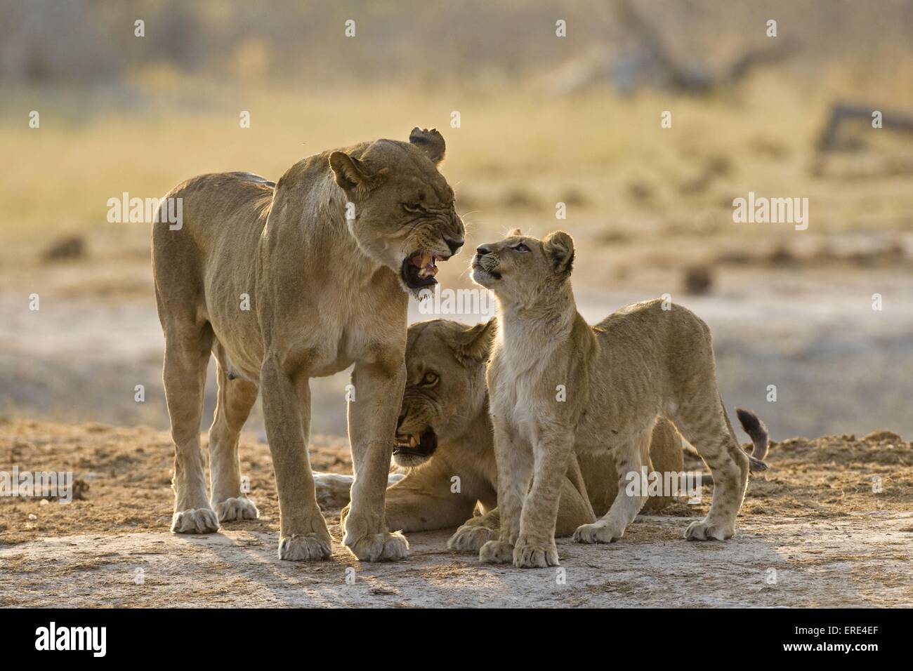 Female lions standing and lying hi-res stock photography and images - Alamy
