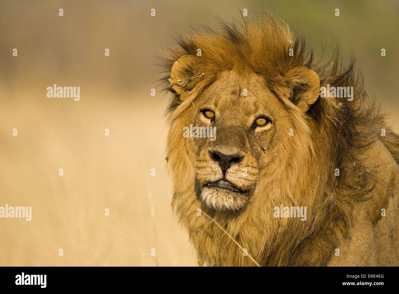 Lion portrait hi-res stock photography and images - Alamy