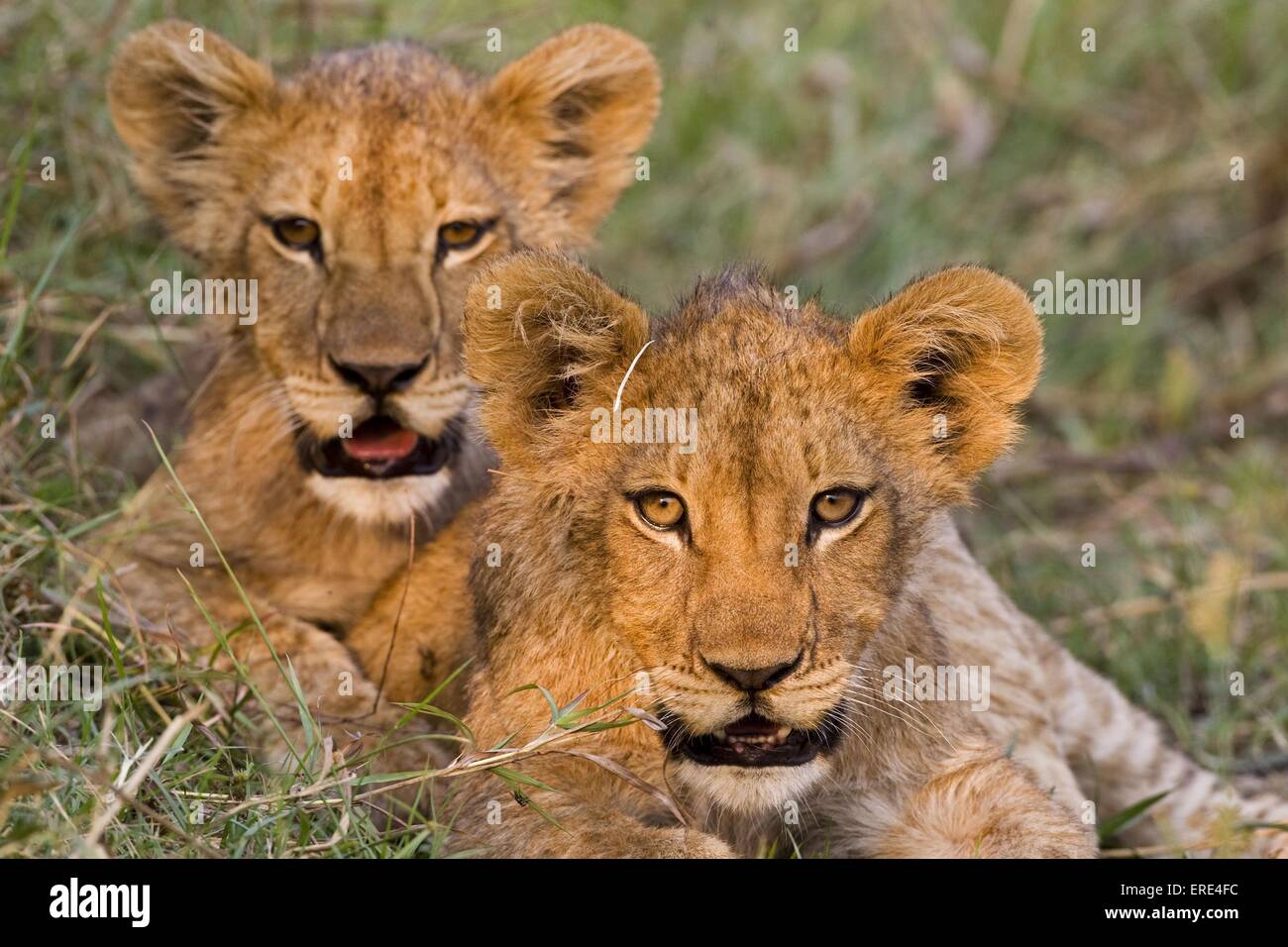 Young lions hi-res stock photography and images - Alamy