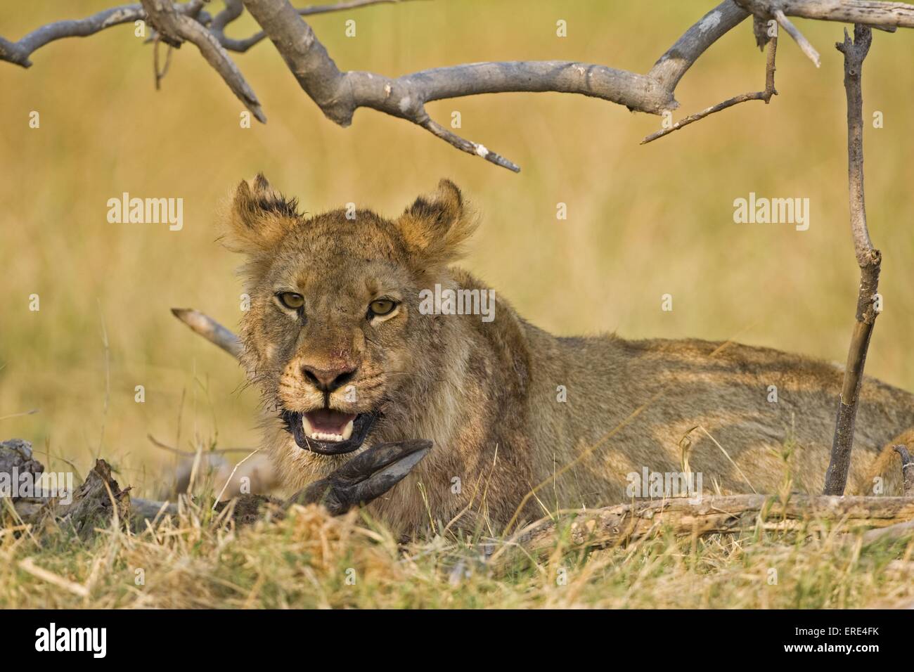 Lioness prey botswana okavango hi-res stock photography and images - Alamy