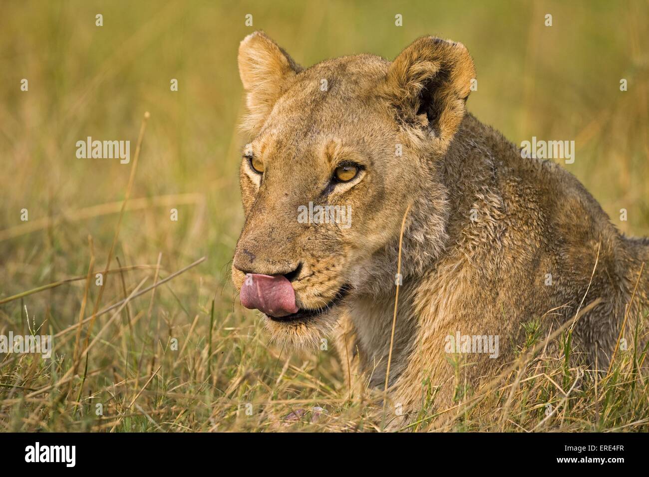 Lioness tongue hi-res stock photography and images - Alamy
