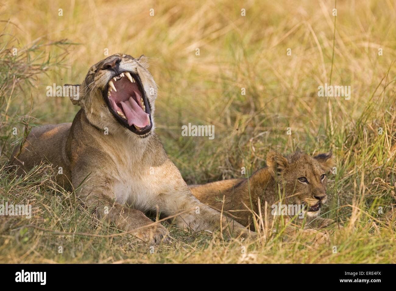 Baby lion yawn hi-res stock photography and images - Alamy